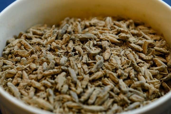 Bug Bazaar – The Edible Insects Food and Protein Powder Shop's Own ...